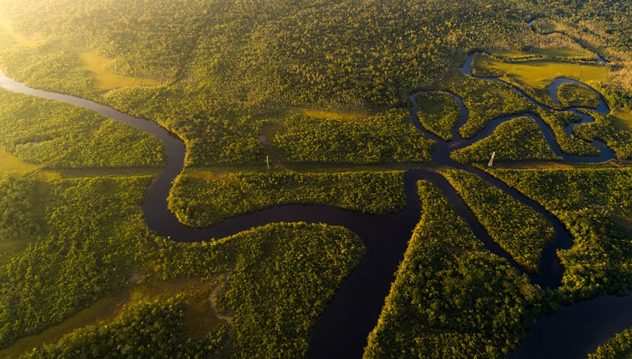 Four key steps FMCG firms can take to protect and restore forests - edie