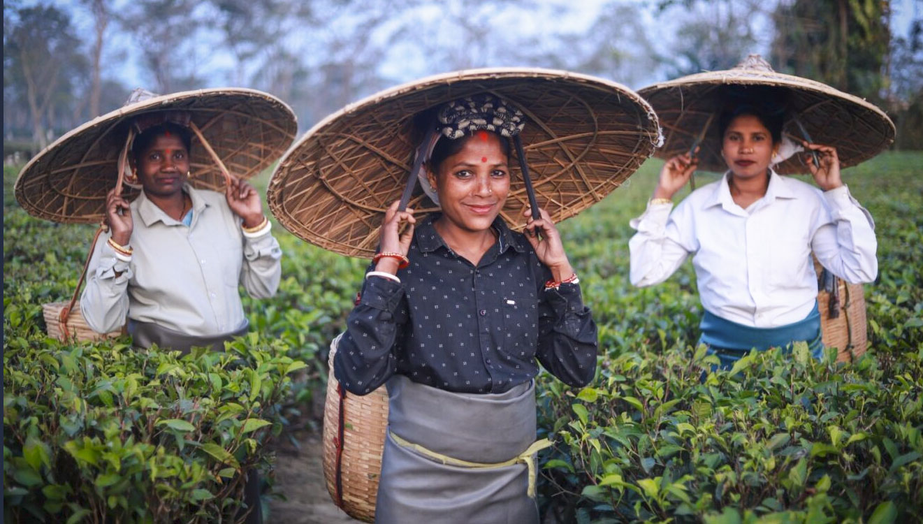 Learnings on resilience and climate justice in the tea supply chain - edie
