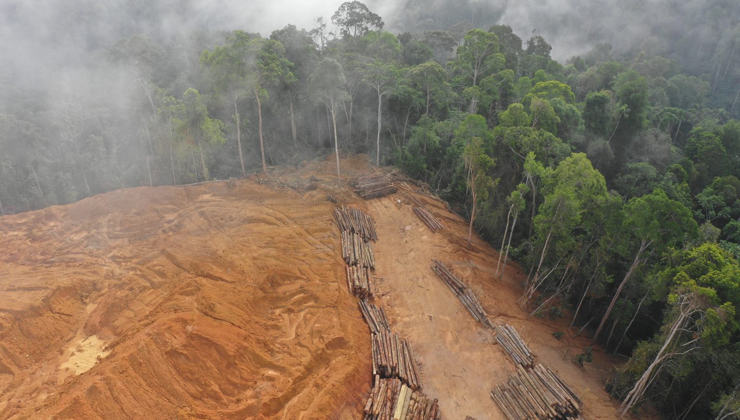 EU agrees on new measures for anti-deforestation laws - edie