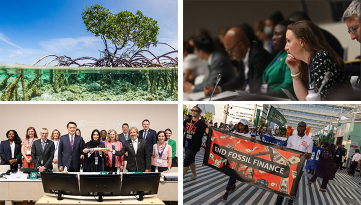 Mangroves, food fights and fossil fuels: The eight biggest stories from ...