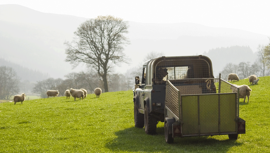 Defra to reform Sustainable Farming Incentive after 2025 blunders - edie