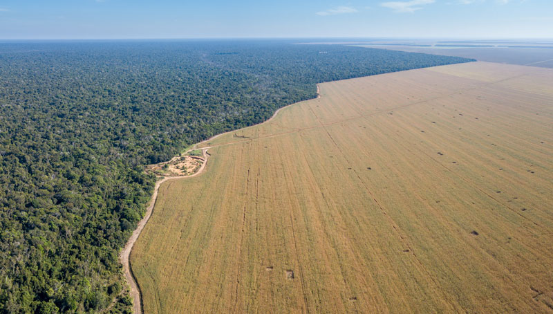 Agri-businesses poised to quit soy deforestation initiative following ...