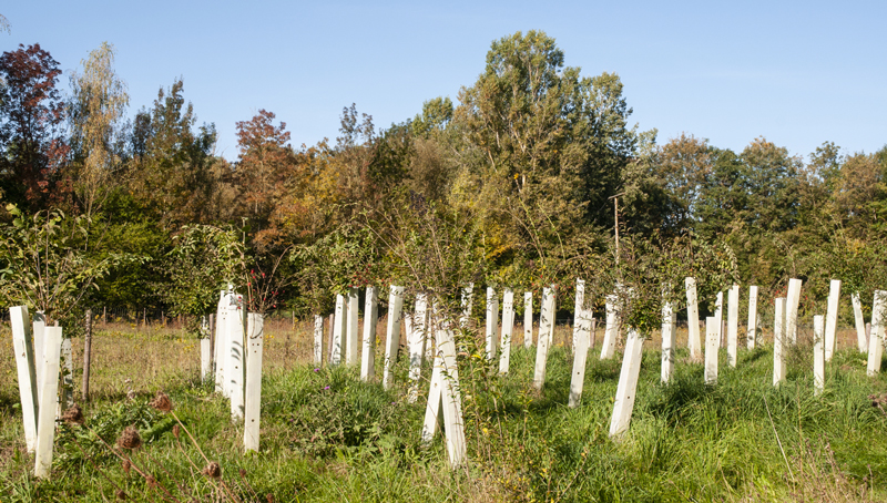 CCC: Businesses’ bullish approach to offsetting undermining net-zero ...