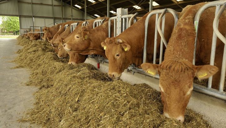 Veganuary: Why meat-free meals could be the key to tackling climate ...