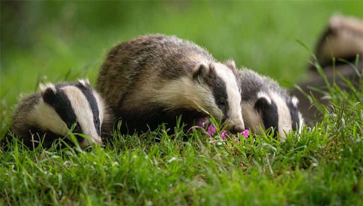 Charities call for investment boost as Defra reveals its Green Recovery ...