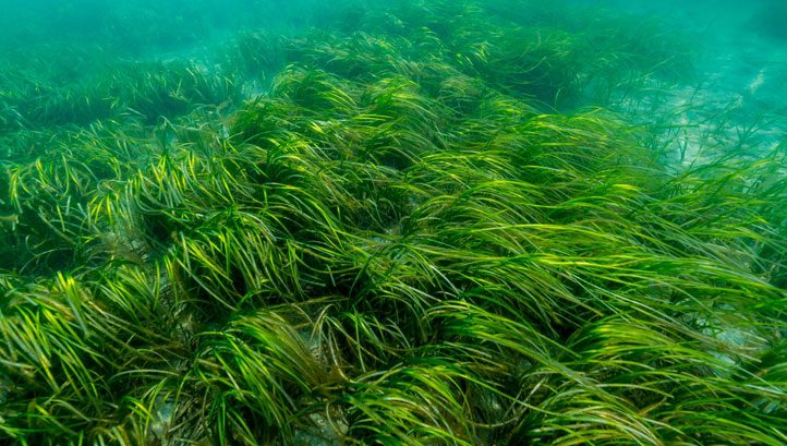 Carlsberg and WWF launch seagrass restoration project - edie