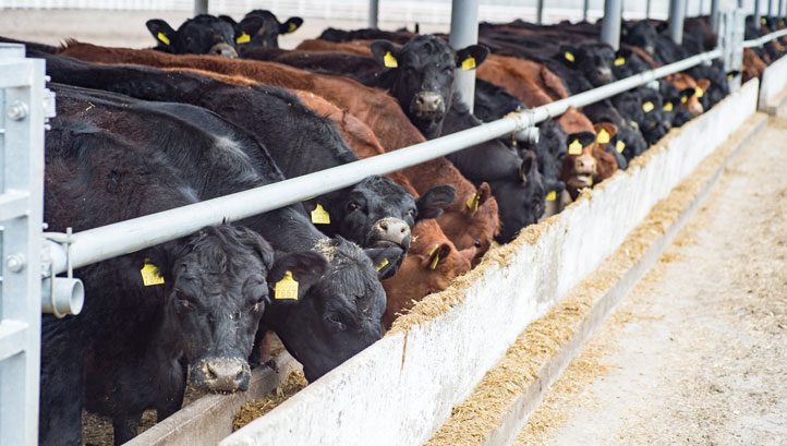 Global beef sector sets out biodiversity and climate commitments - edie