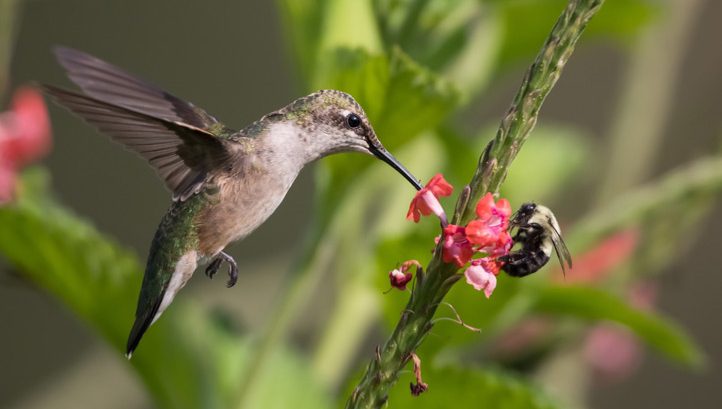 Time for business to learn about the birds and the bees - edie