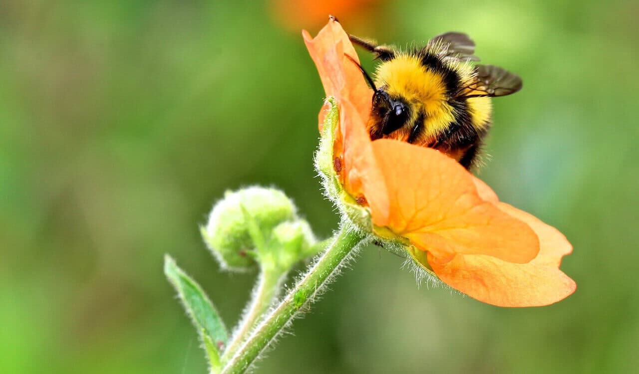 Automated pollination robots support bees - Springwise