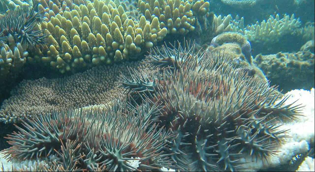 Starfish-tracking eco-bots help protect vulnerable coral reef - Springwise