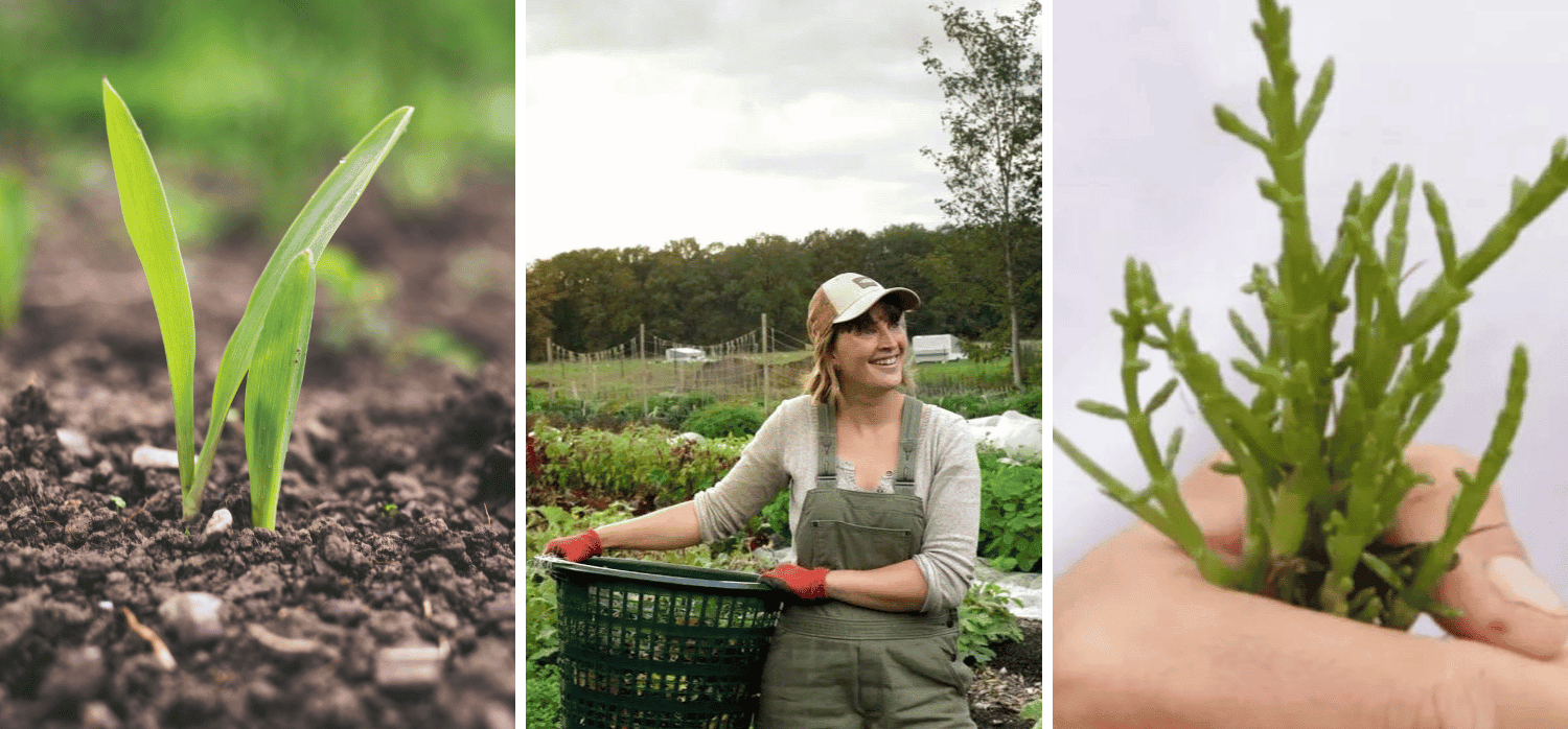 The Springwise Top 5: Circular Food Innovations - Springwise