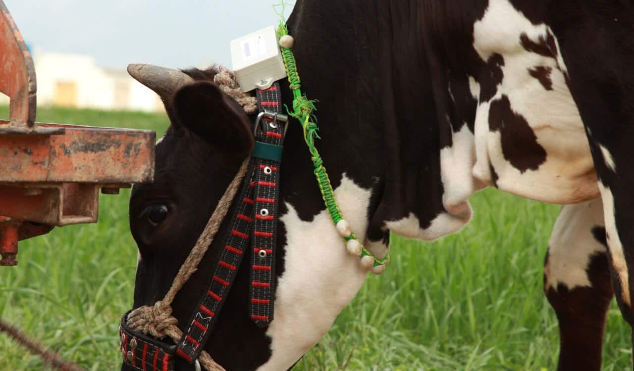 Fitbit for cows helps Pakistan farmers keep herds healthy - Springwise
