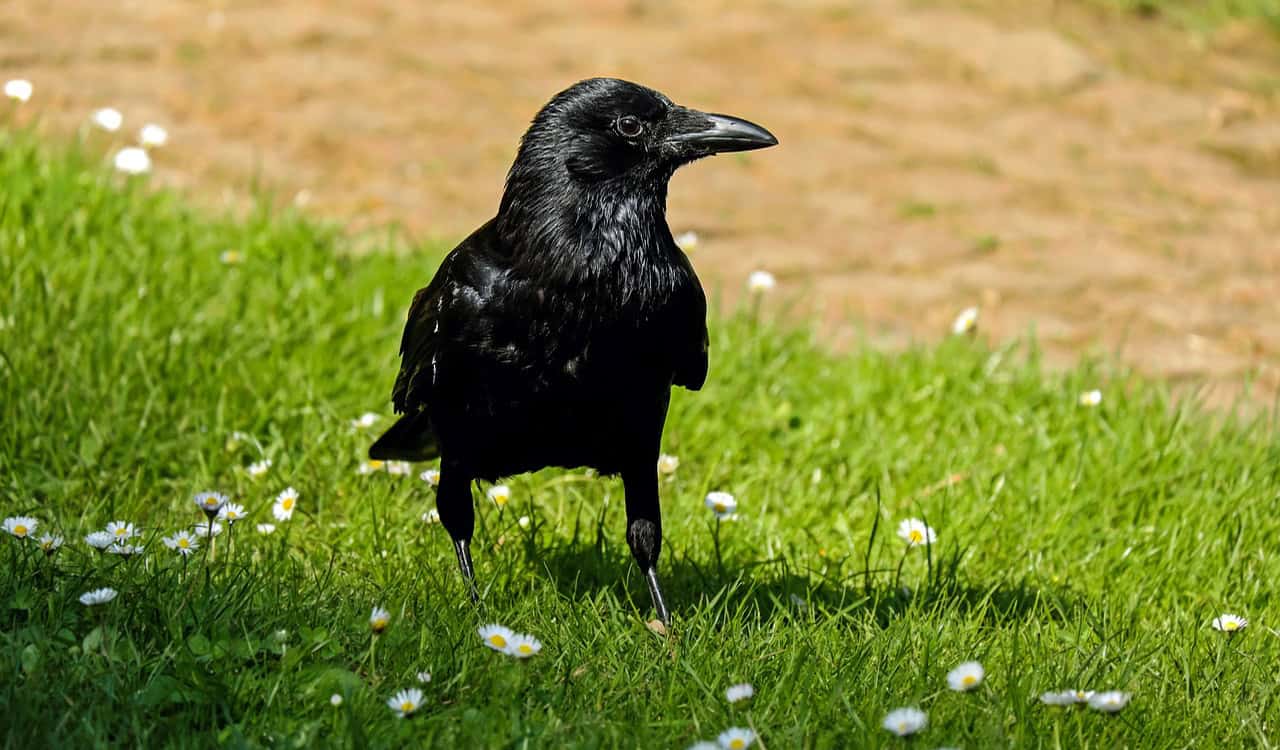 Crows trained to clean cigarette butts from city streets - Springwise