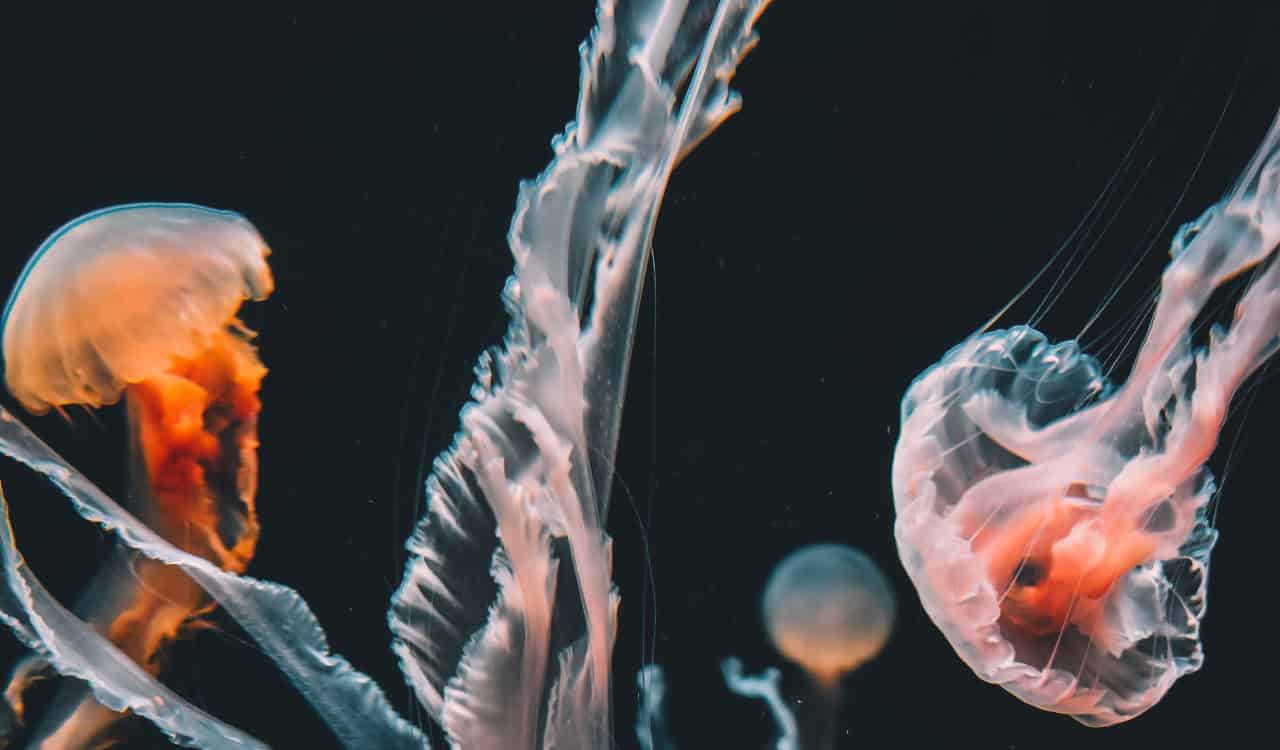 Jellyfish mucus filter helps minimise plastic waste in seawater ...
