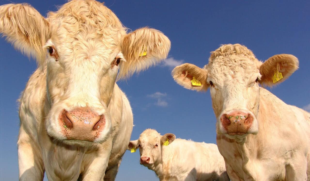 'Methane backpacks' capture cow farts, turn them into green fuel ...