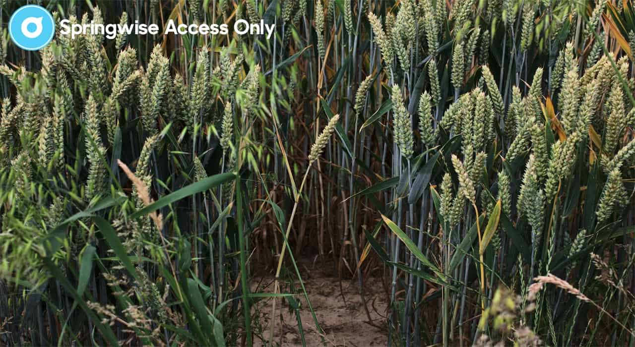 Portable plant scanner is a Fitbit for growers - Springwise