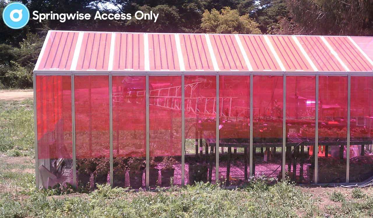 Red solar panels for more electricity and longer plant cycles - Springwise