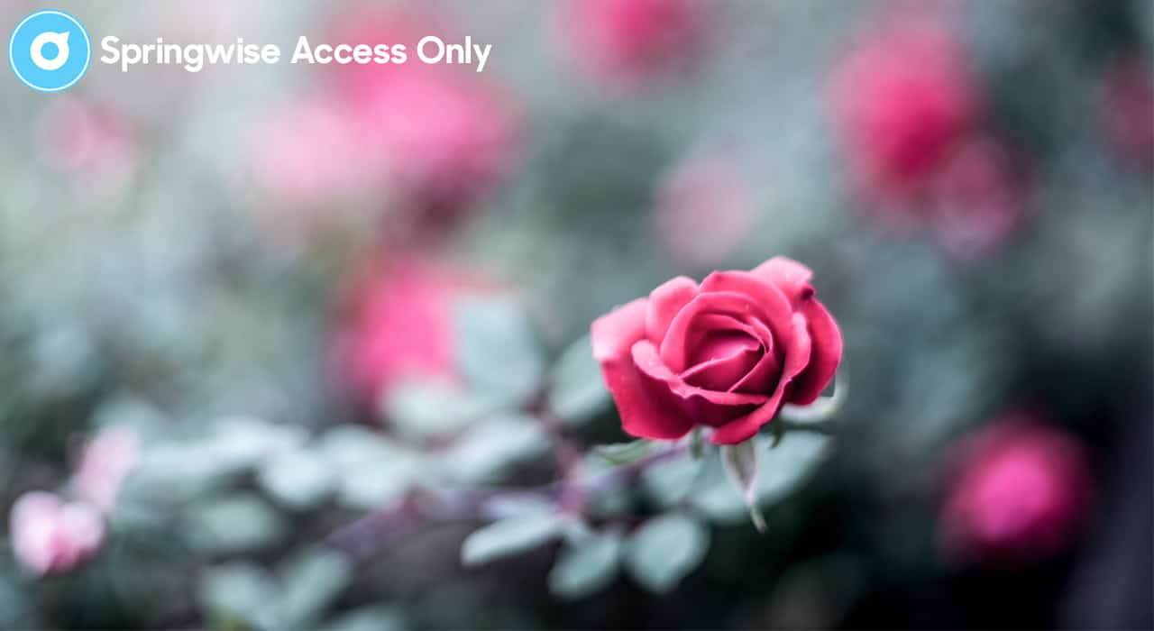 Green energy from roses are literal power plants - Springwise