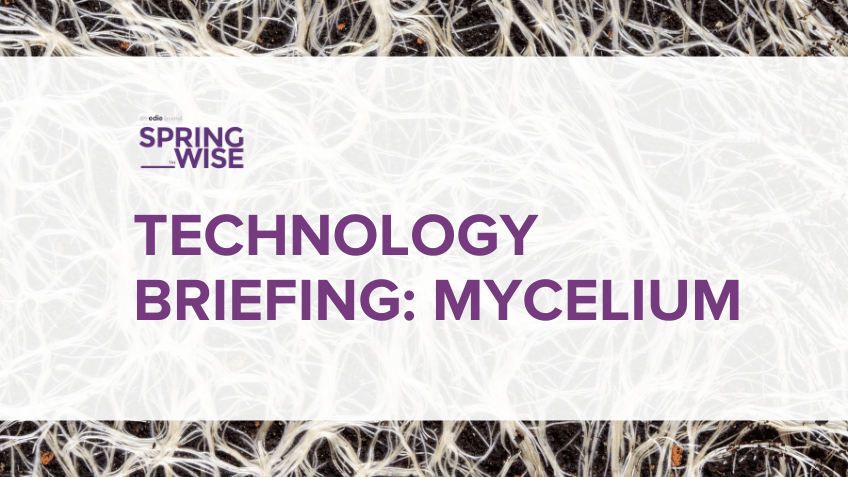 How can mycelium be used as a climate solution? - Springwise