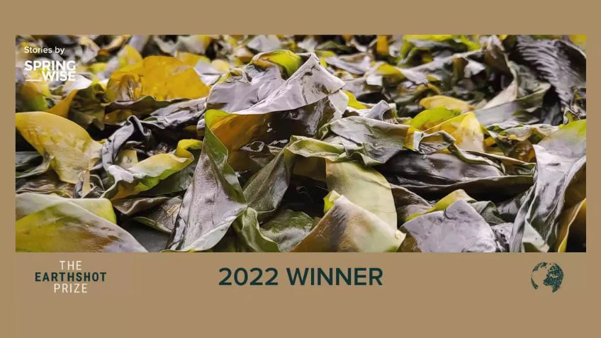 Replacing single-use plastic with seaweed-based packaging - Springwise