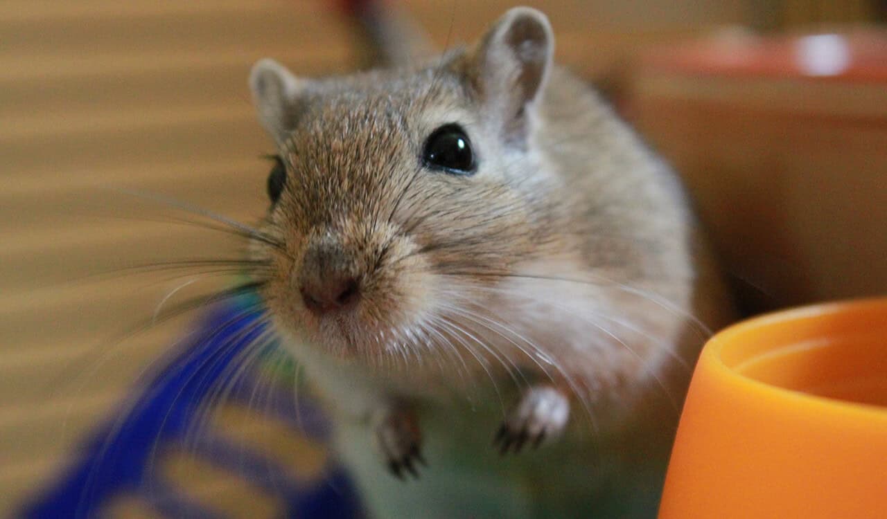 Burglar alarm for mice - Springwise