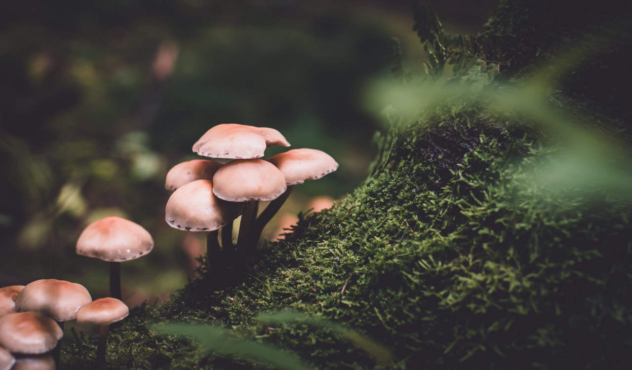 Bionic mushrooms generate electricity - Springwise