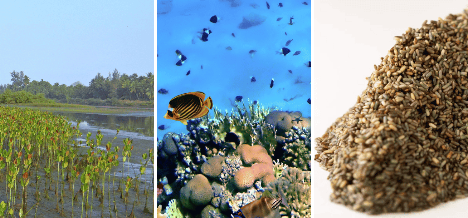 The Springwise Top 5: Innovations to restore ocean habitats - Springwise