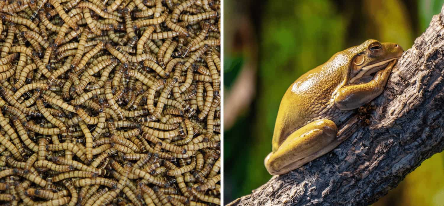 Treating wounds with frog skin and maggots - Springwise