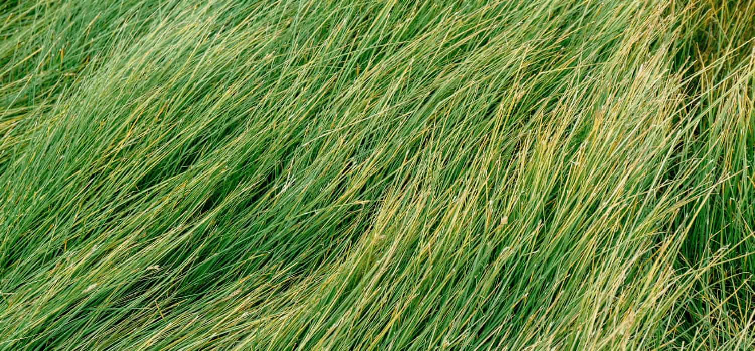 Bio-based carbon-negative insulation made from grass - Springwise