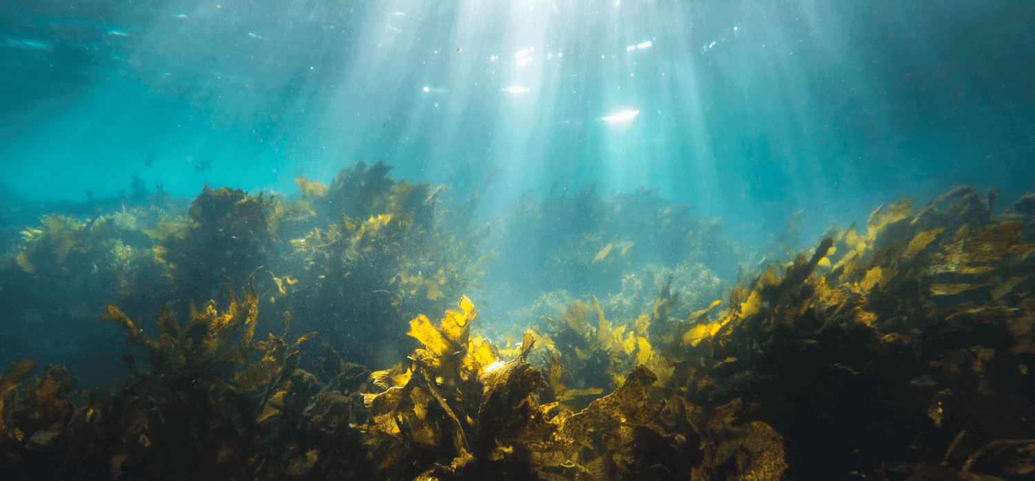 Turning the world's largest seaweed bloom into useful products - Springwise