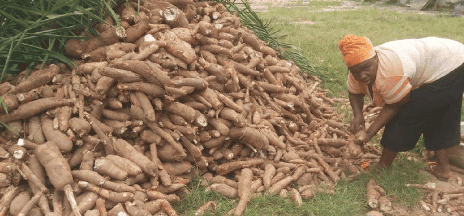 Pioneering an eco-friendly cassava drying process - Springwise