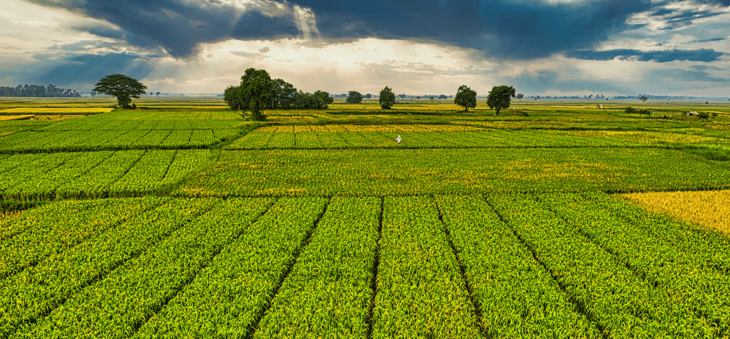 A microbial cover crop for capturing and storing carbon and nitrogen ...
