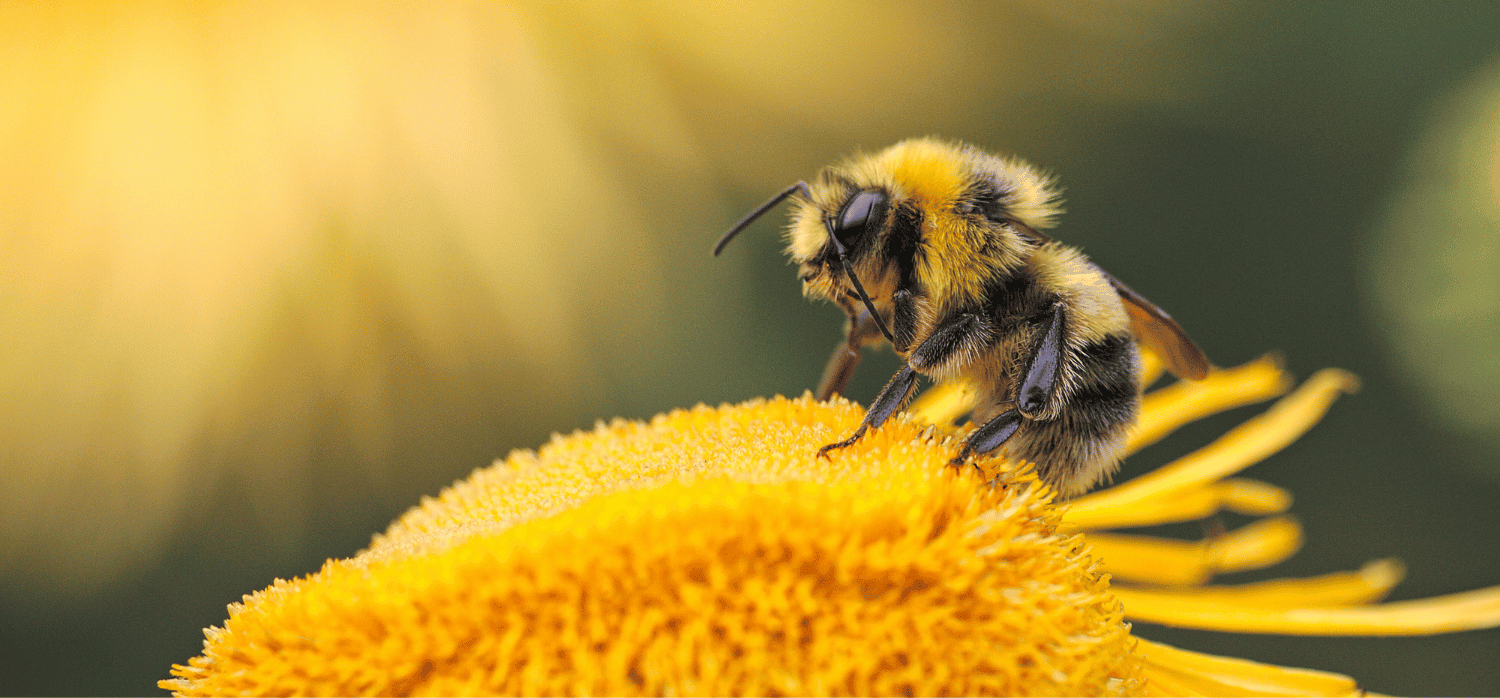 Boosting bees’ immune systems for bigger harvests - Springwise