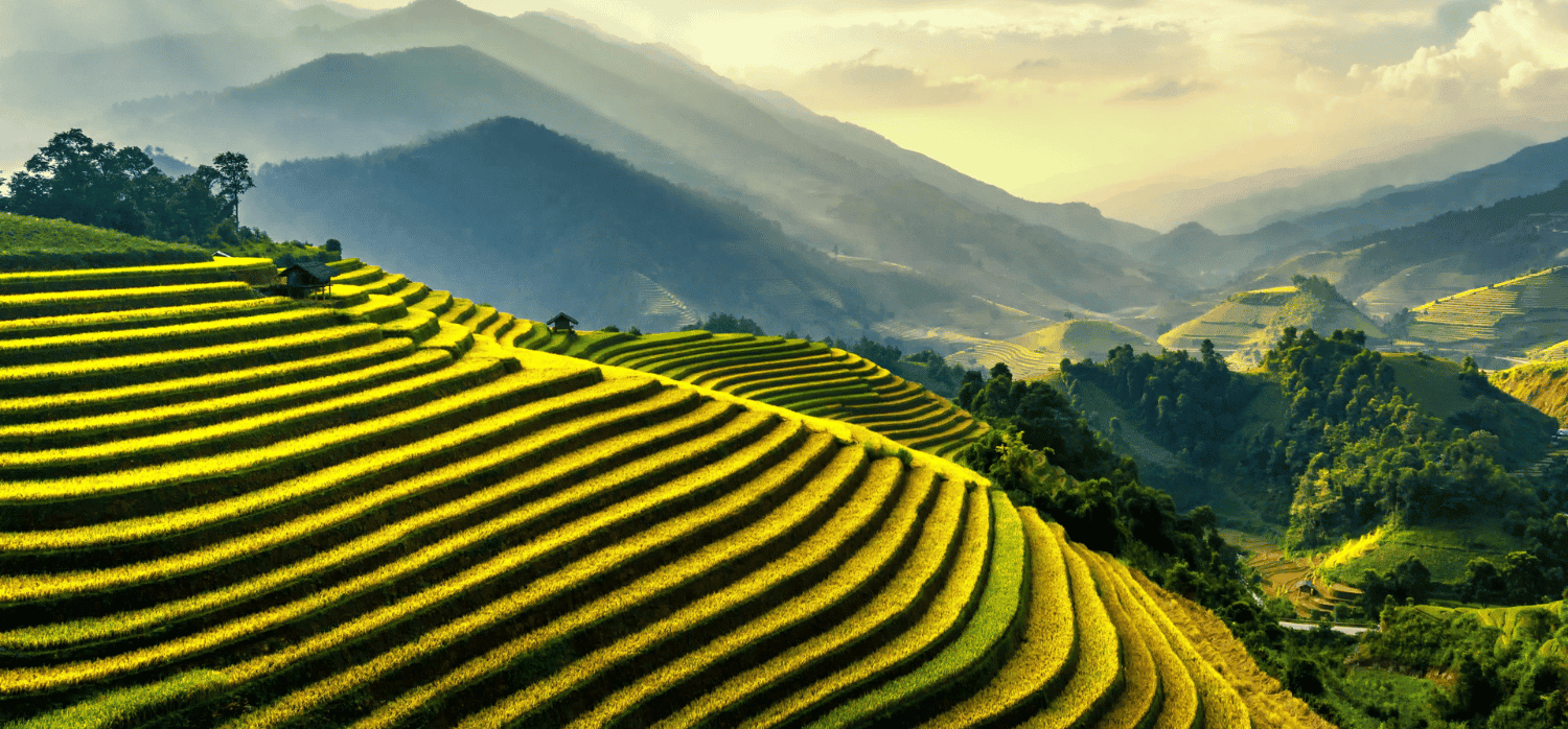 Decarbonising rice farming - Springwise