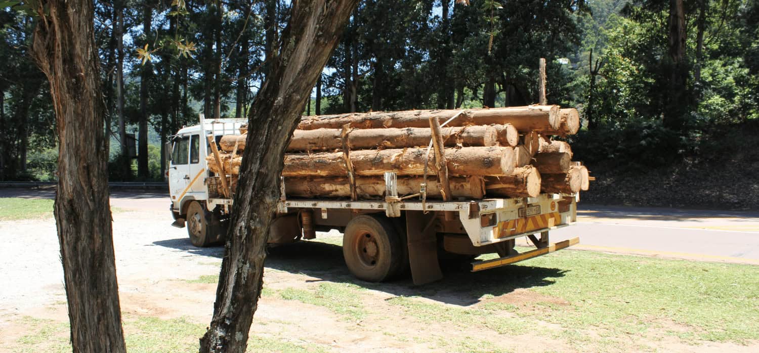 University takes first steps in producing lab-grown wood - Springwise