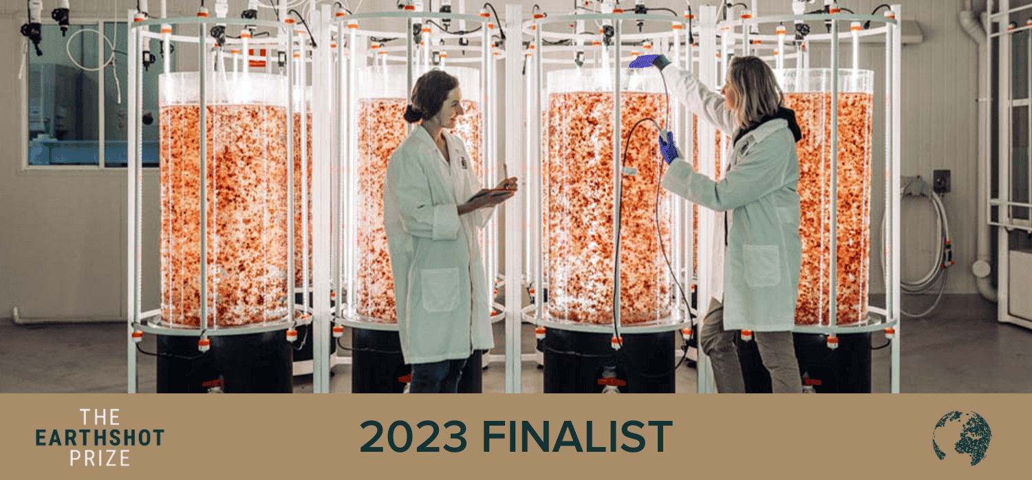 Seaweed solution: a methane-busting livestock feed - Springwise