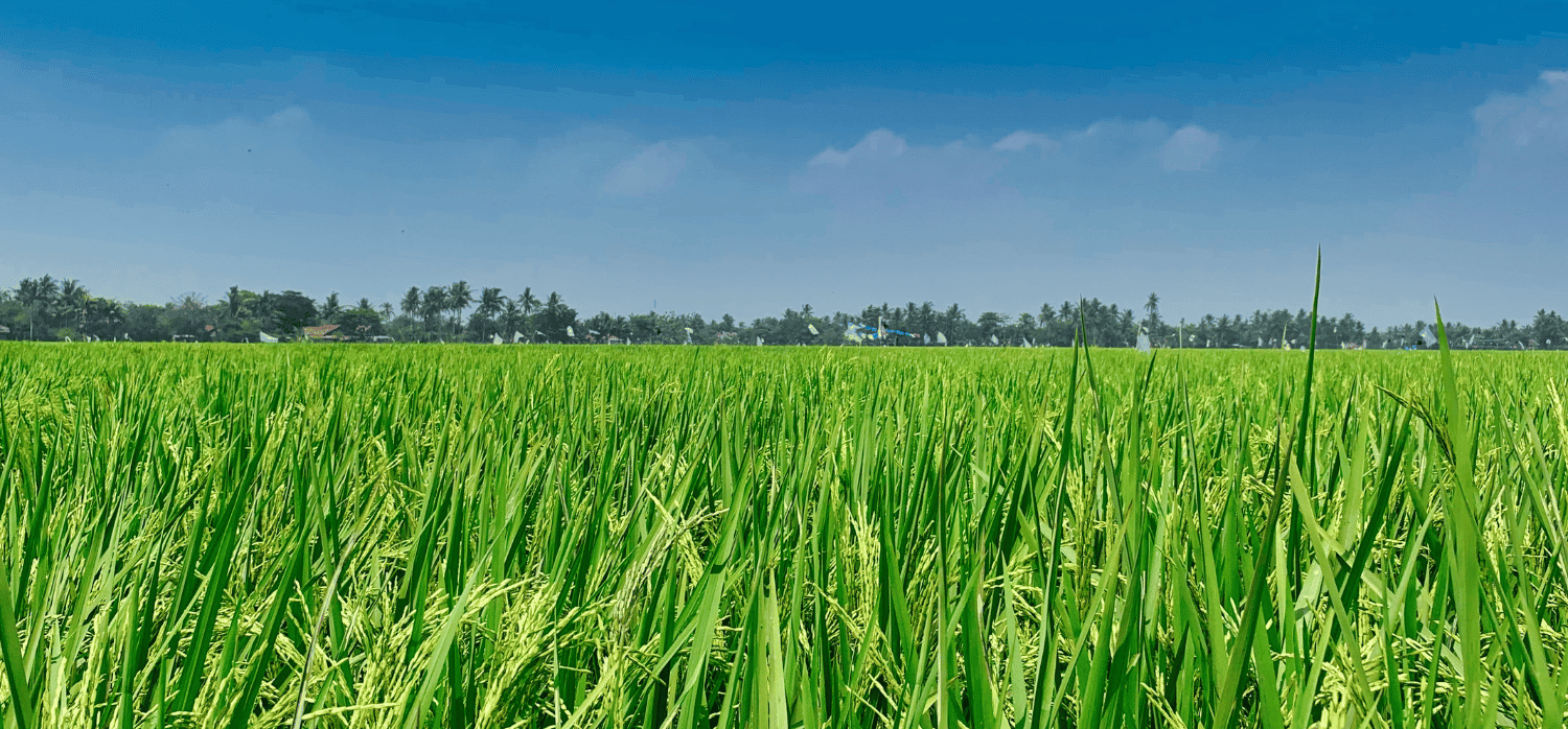 Powering Indonesia with rice straw - Springwise