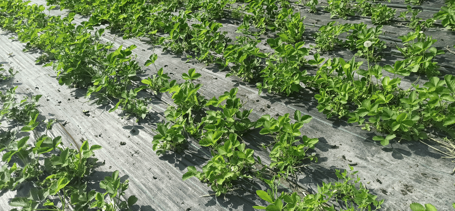 Sustainable soil-boosting bacteria - Springwise