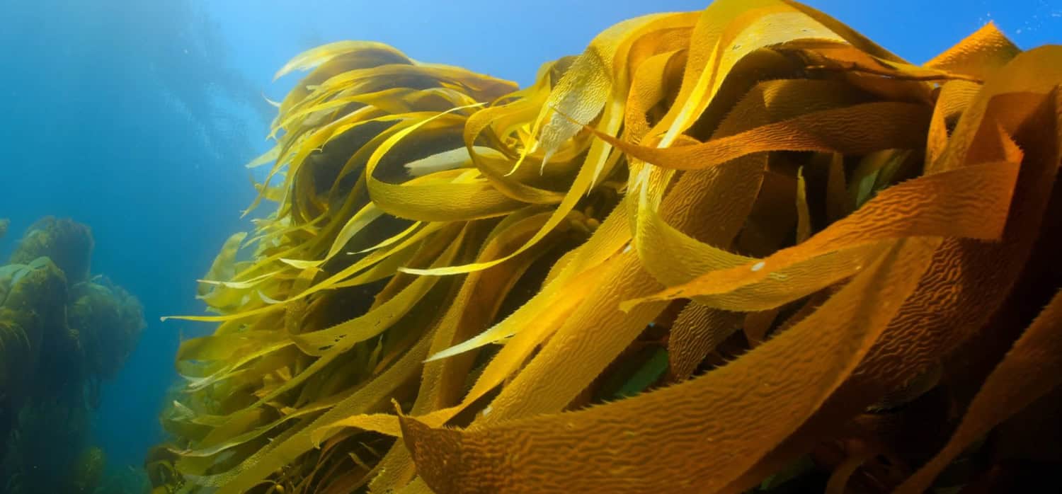 A seaweed battery for sustainable energy storage - Springwise