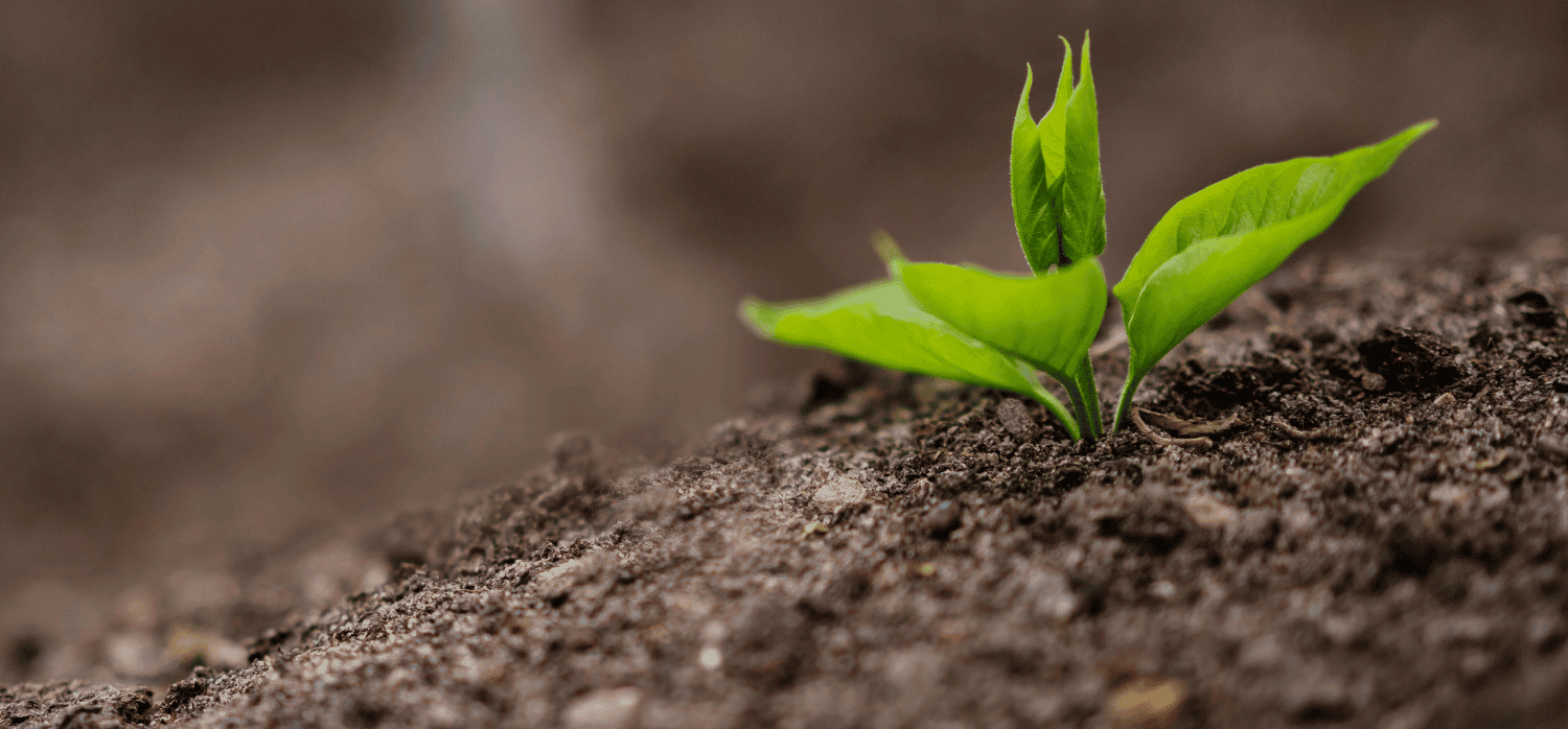 Could we regenerate soils with sound waves? - Springwise