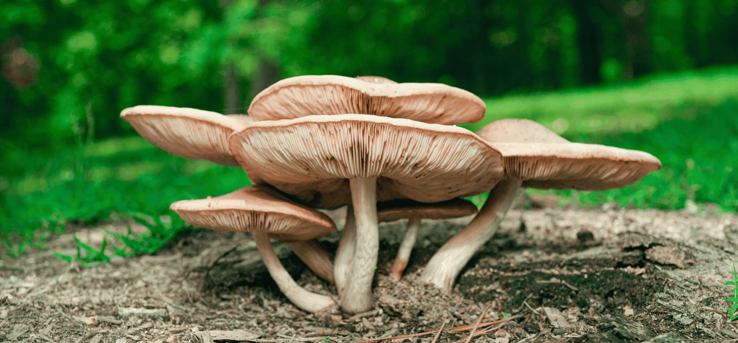 Using upcycled food waste to grow mushrooms - Springwise