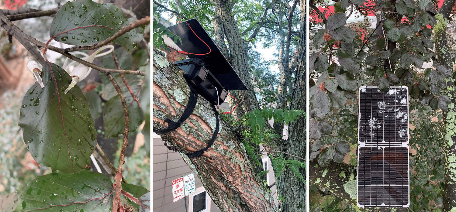 Project allows people to listen to the secret life of trees - Springwise