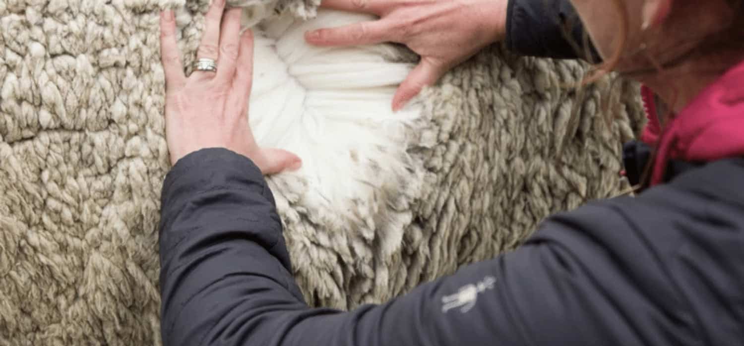 Wool sourcing platform promotes regenerative agricultural practices ...