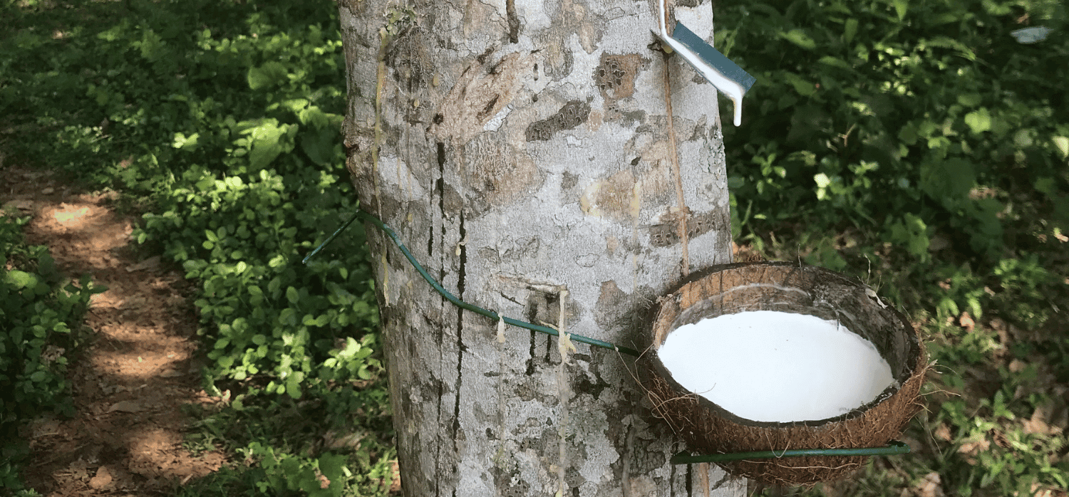 Sustainable shoe soles made from wild rubber - Springwise