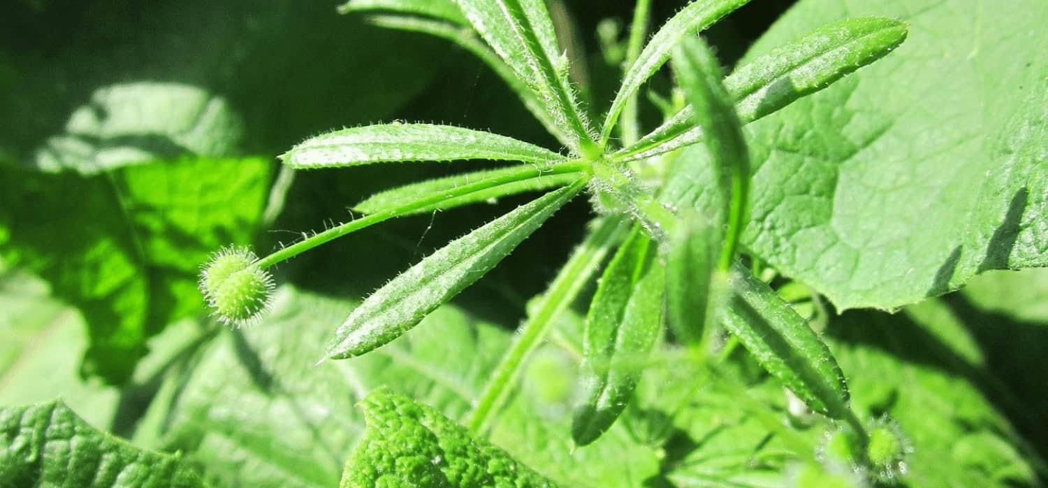 Biodegradable velcro delivers medicines to plants and monitors growth ...