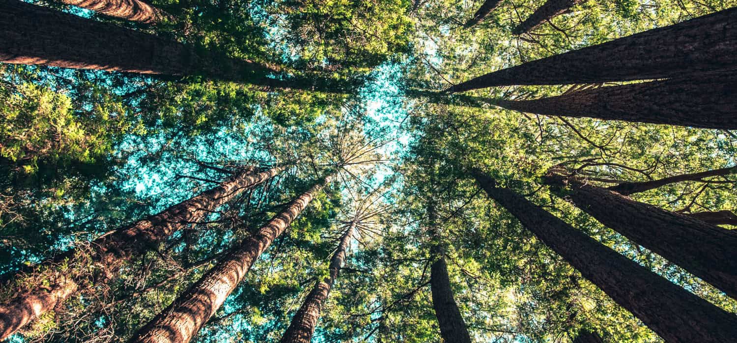 A platform verifies nature-based solutions for carbon offsetting ...