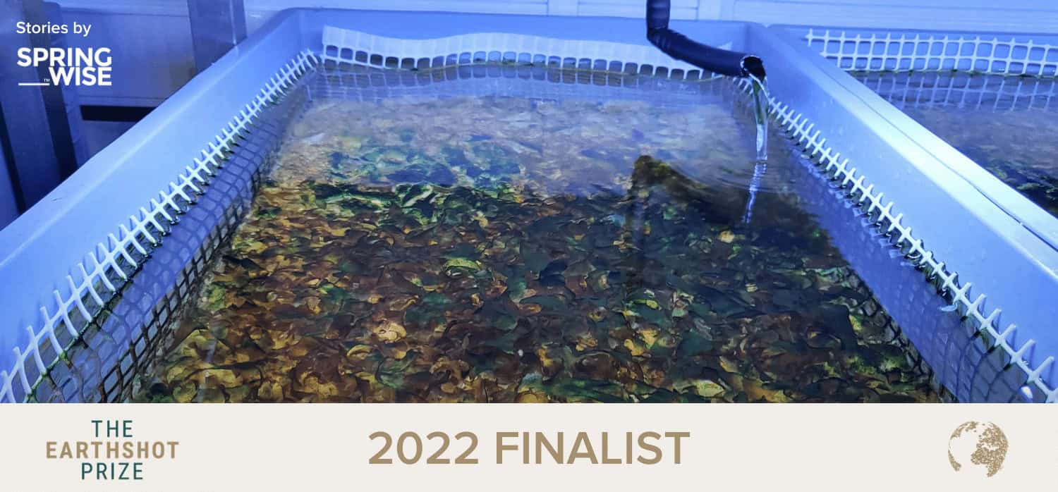 Reviving the ocean's 'forgotten forests' - Springwise