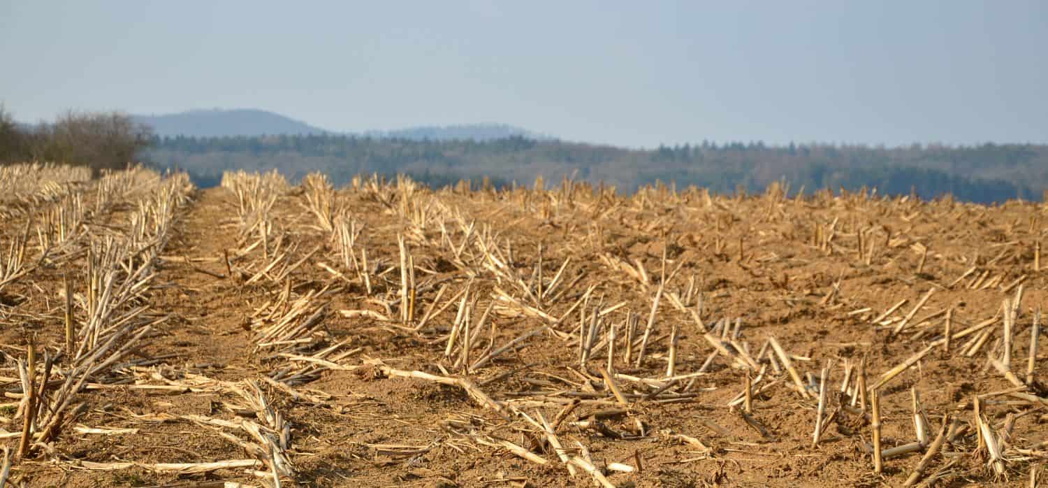 Using crop waste and mycelium for product packaging - Springwise