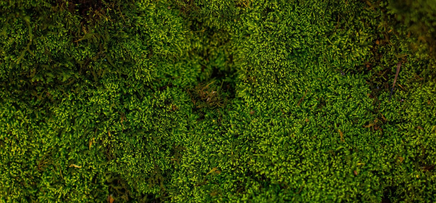 Moss wall biofilters clean and cool city air - Springwise