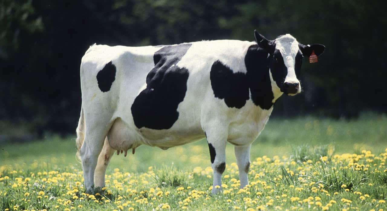 Indian scientists are breeding small cows that fart less - Springwise